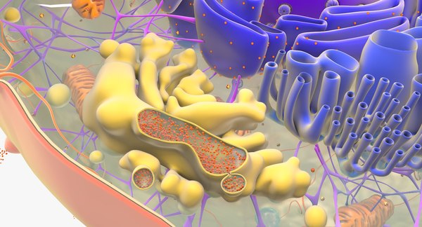 3D human cell - TurboSquid 1390779