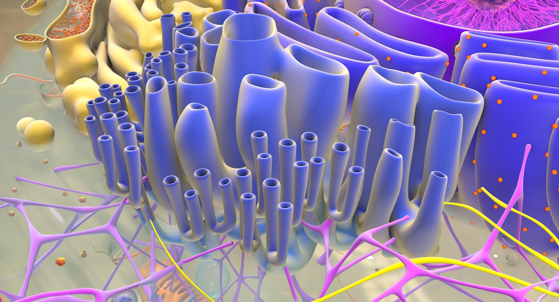 3D human cell - TurboSquid 1390779