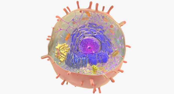3D human cell - TurboSquid 1390779