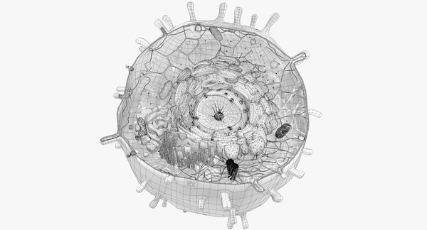 3D human cell - TurboSquid 1390779