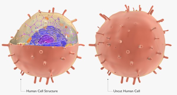 3D human cell - TurboSquid 1390779