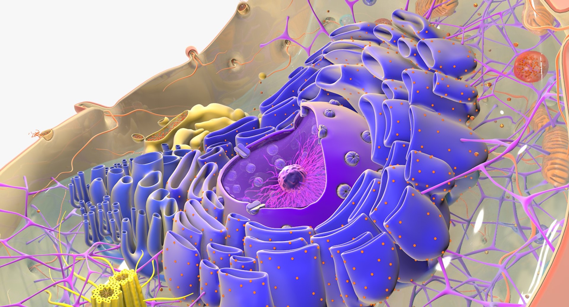 3D human cell - TurboSquid 1390779
