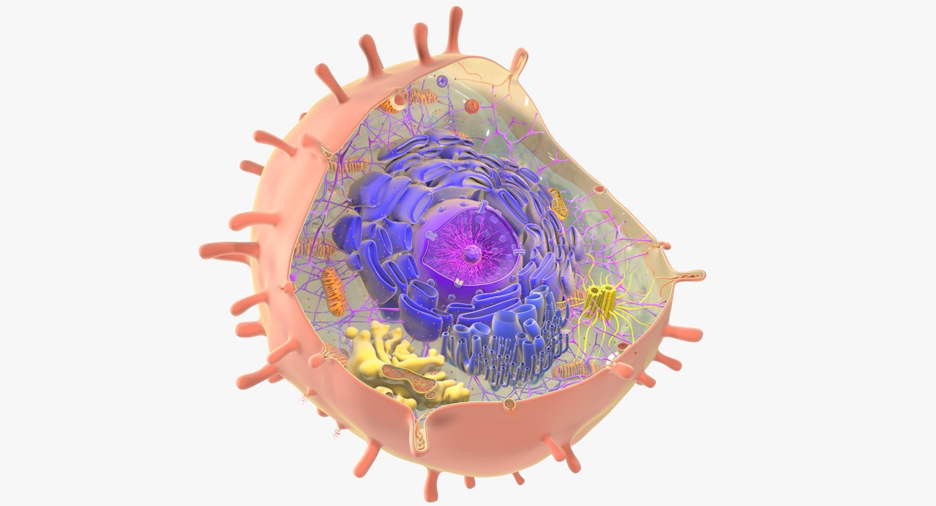 3D human cell - TurboSquid 1390779