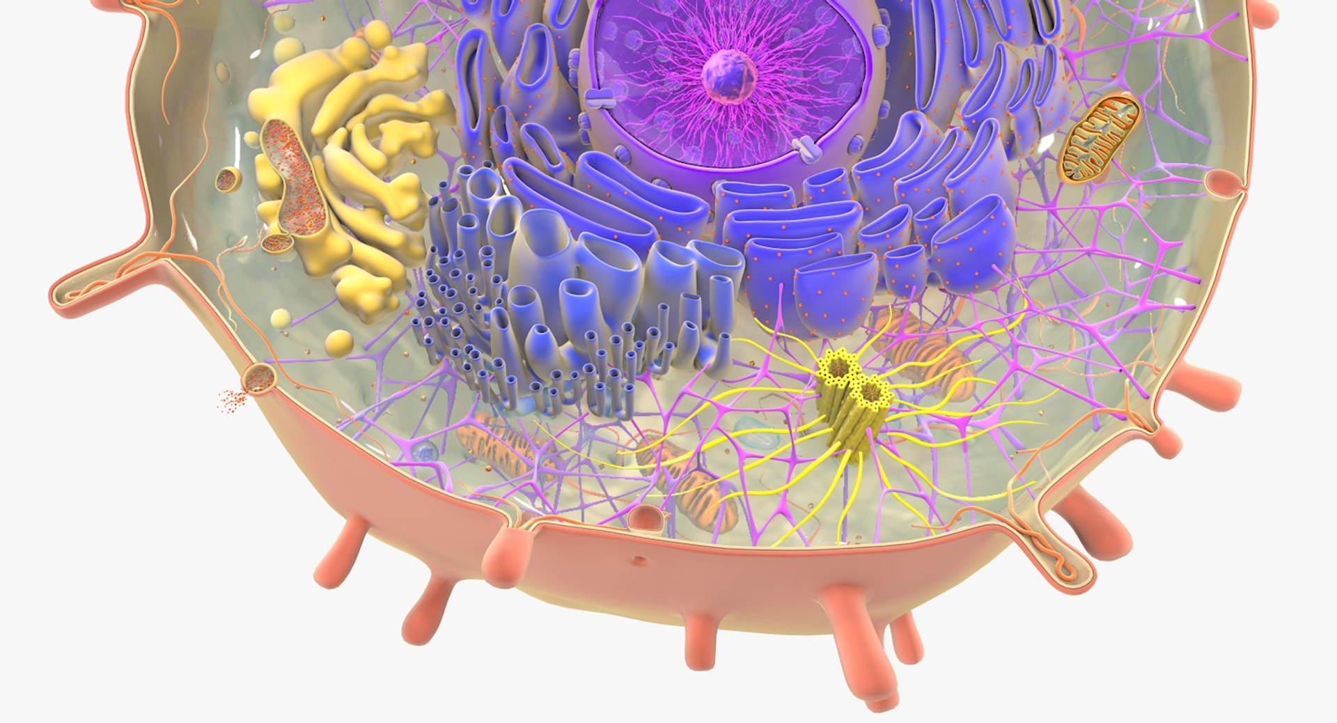 3D human cell - TurboSquid 1390779