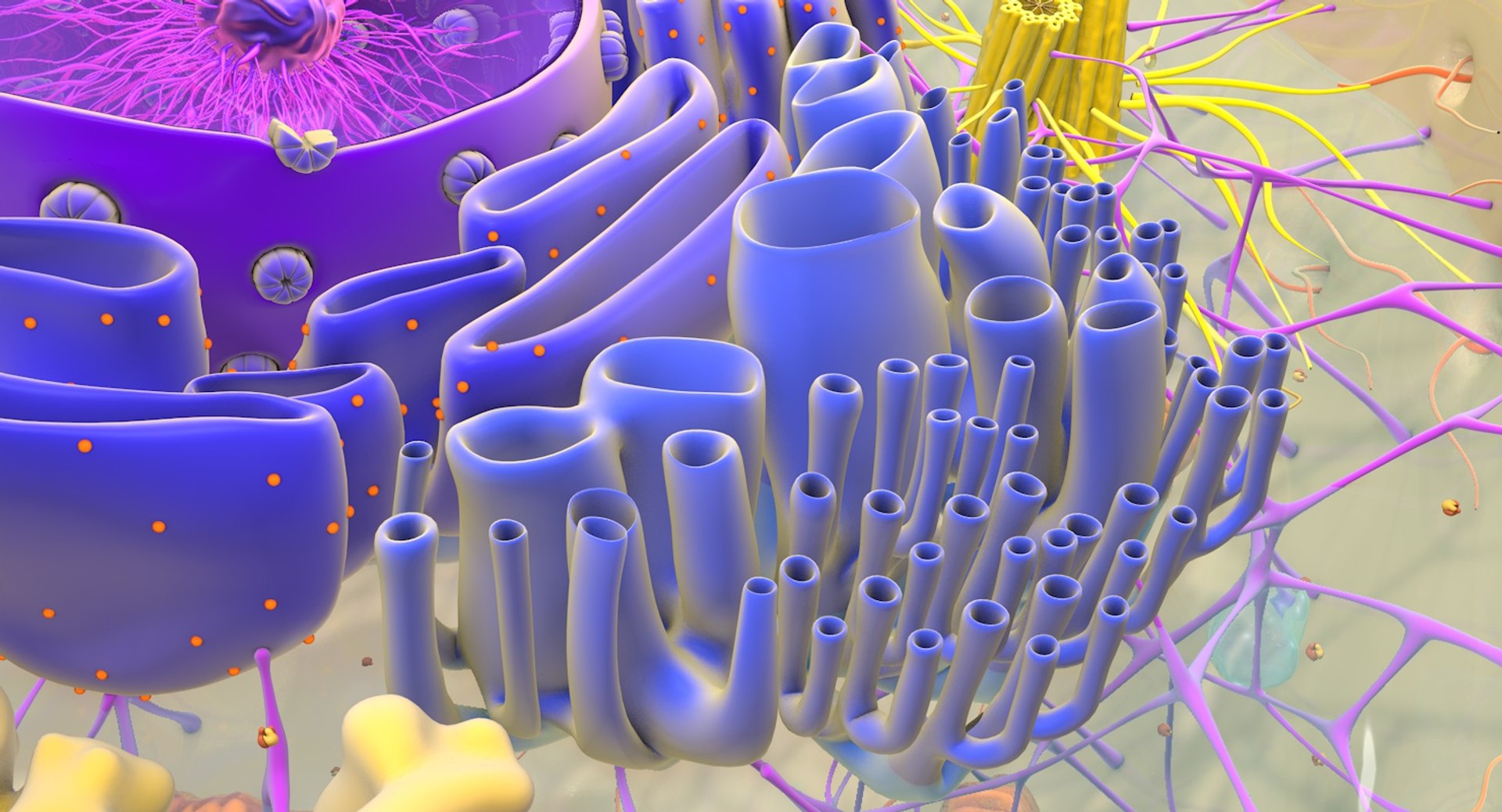 3D human cell - TurboSquid 1390779