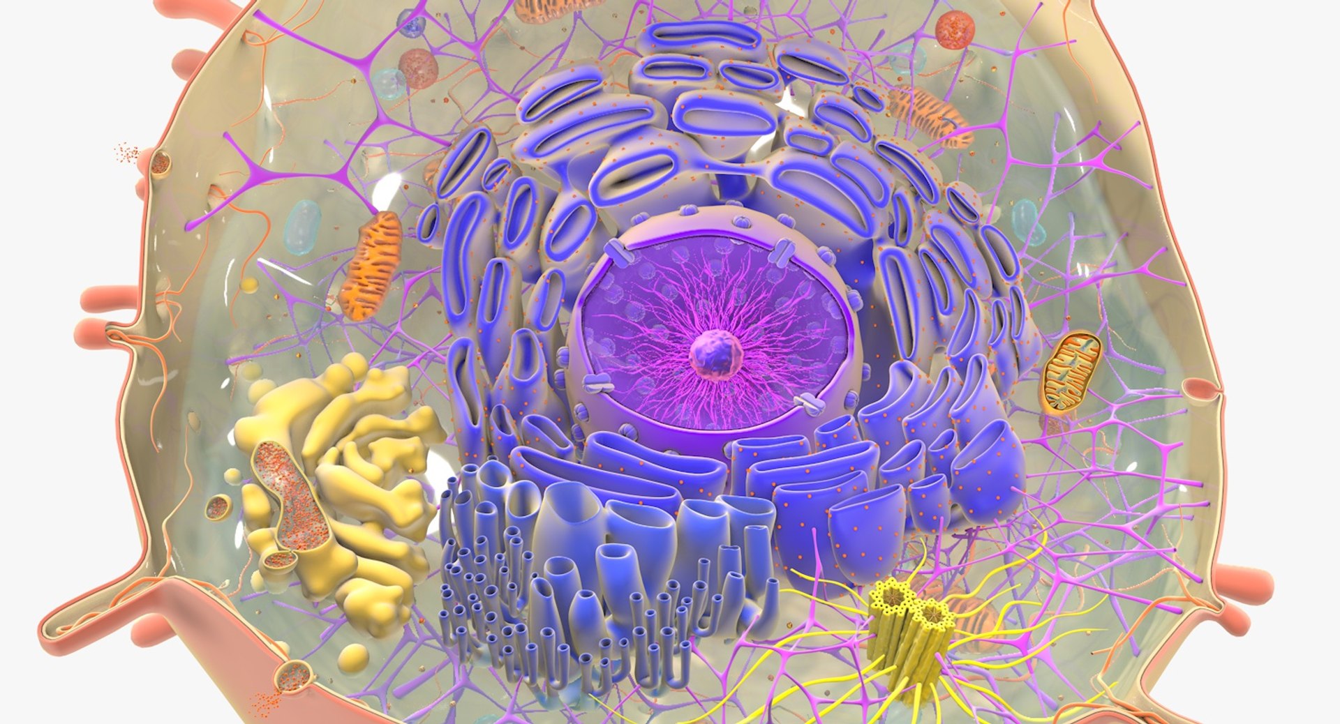 3D human cell - TurboSquid 1390779