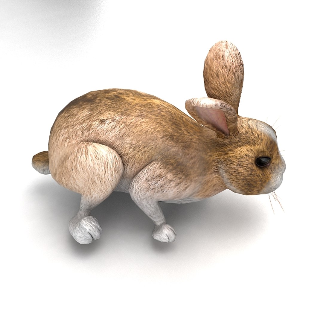 Rabbit Animation 3d Fbx