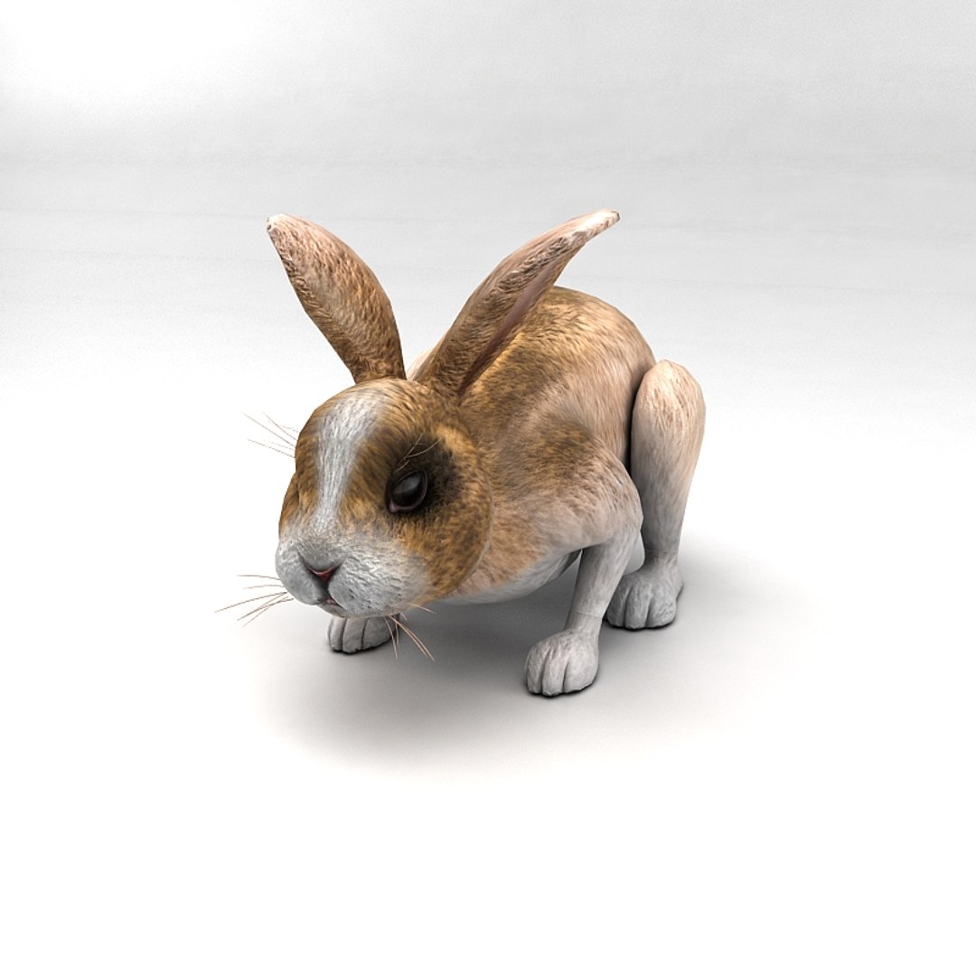 Rabbit Animation 3d Fbx
