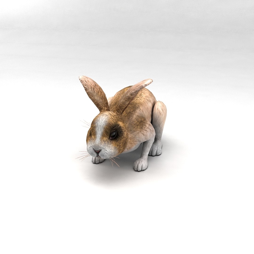 Rabbit Animation 3d Fbx
