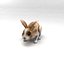 Rabbit Animation 3d Fbx