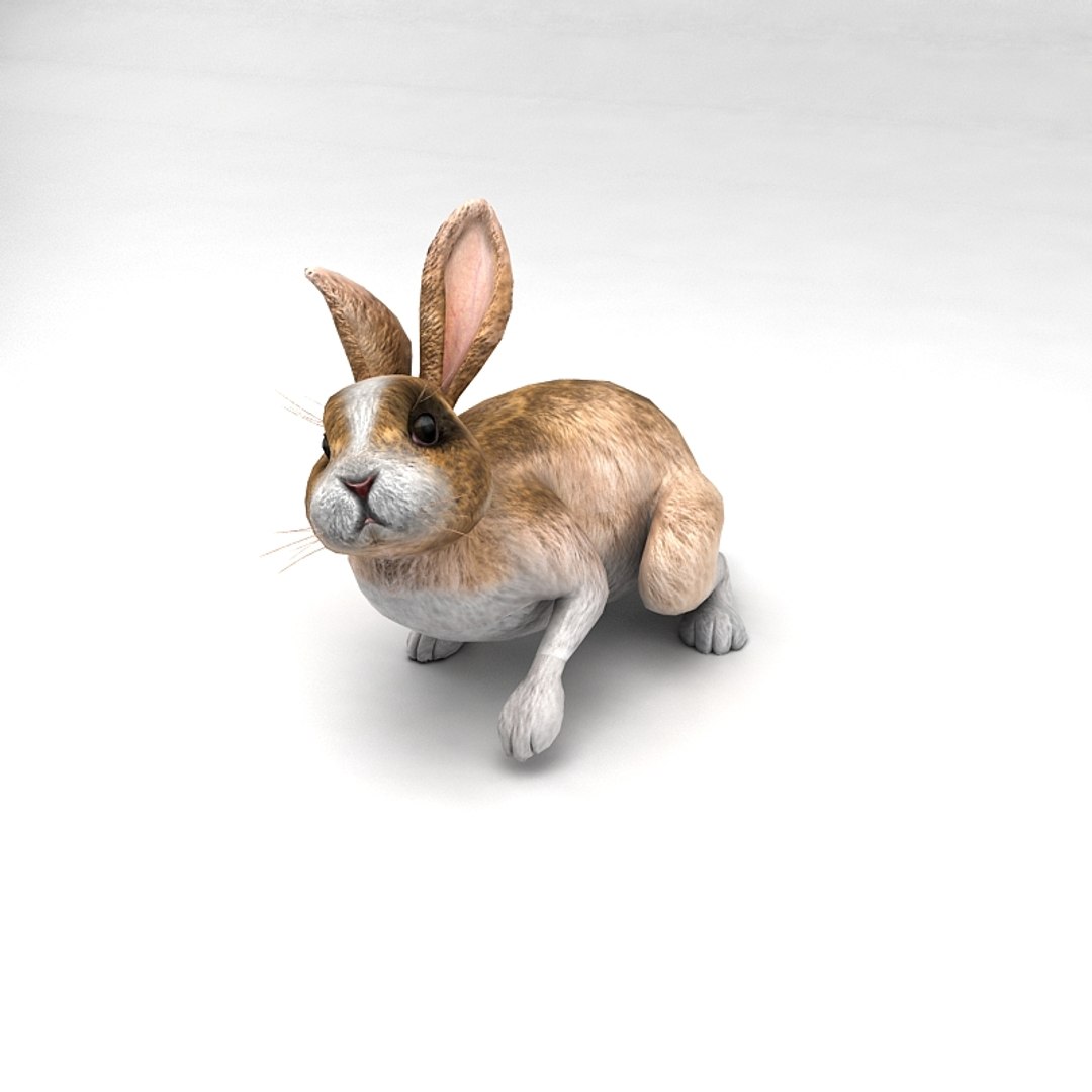 Rabbit Animation 3d Fbx