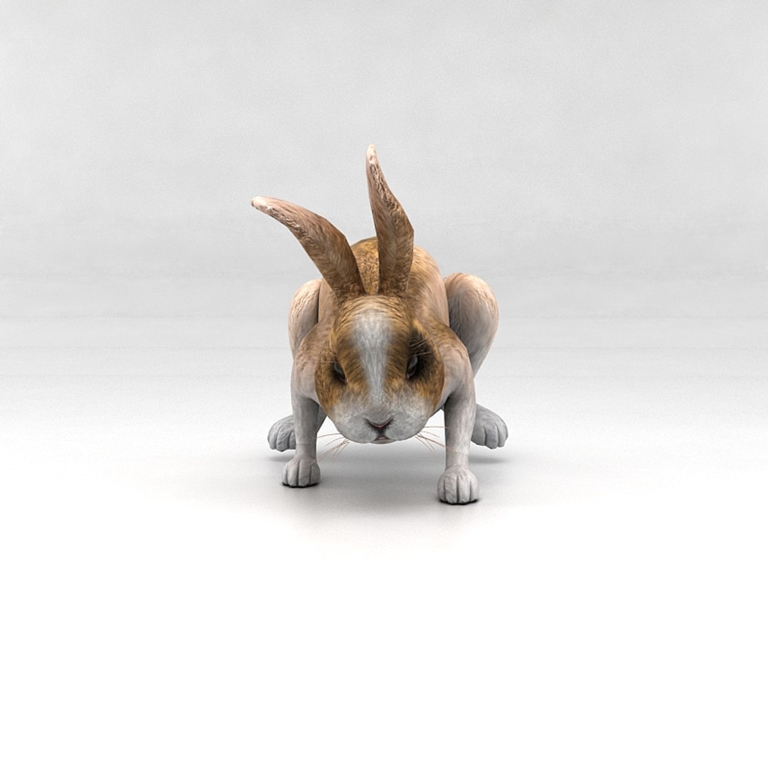 Rabbit Animation 3d Fbx
