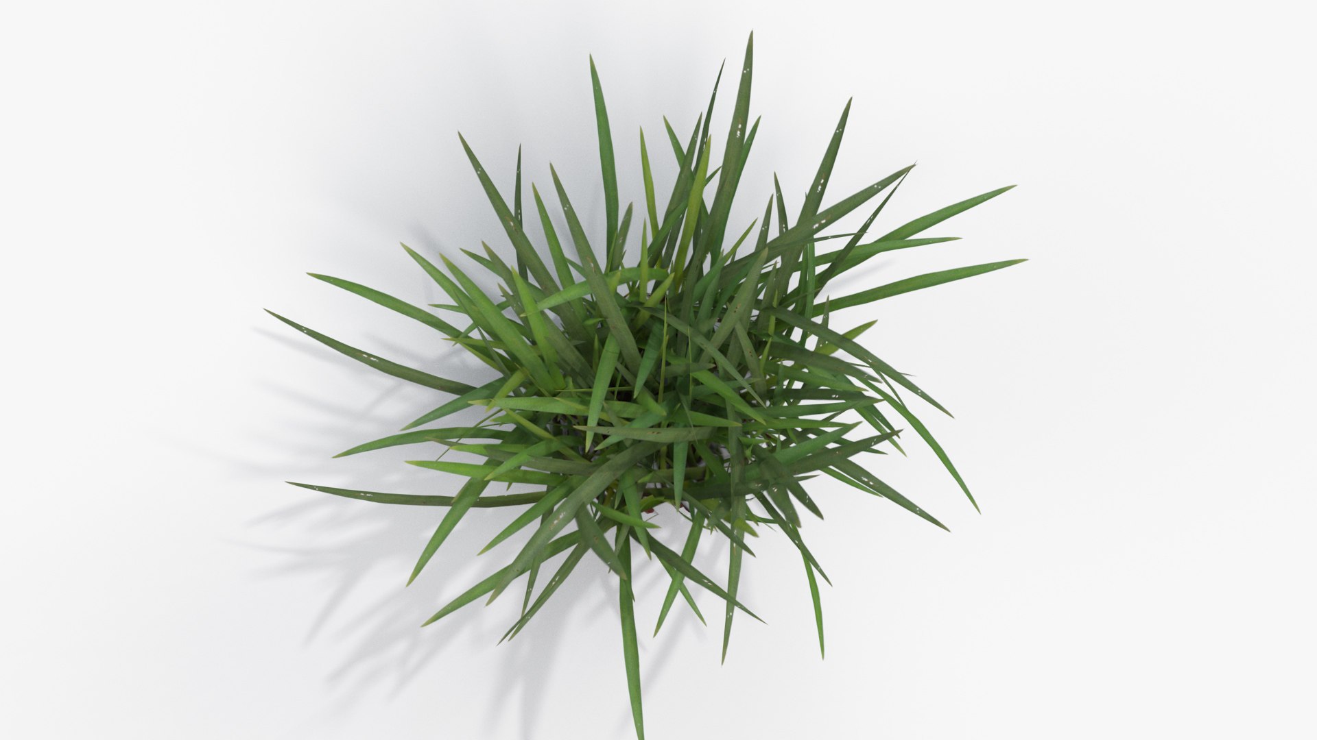 3D Grass Cluster Collection 002 - 2 Cluster Types Model - TurboSquid ...