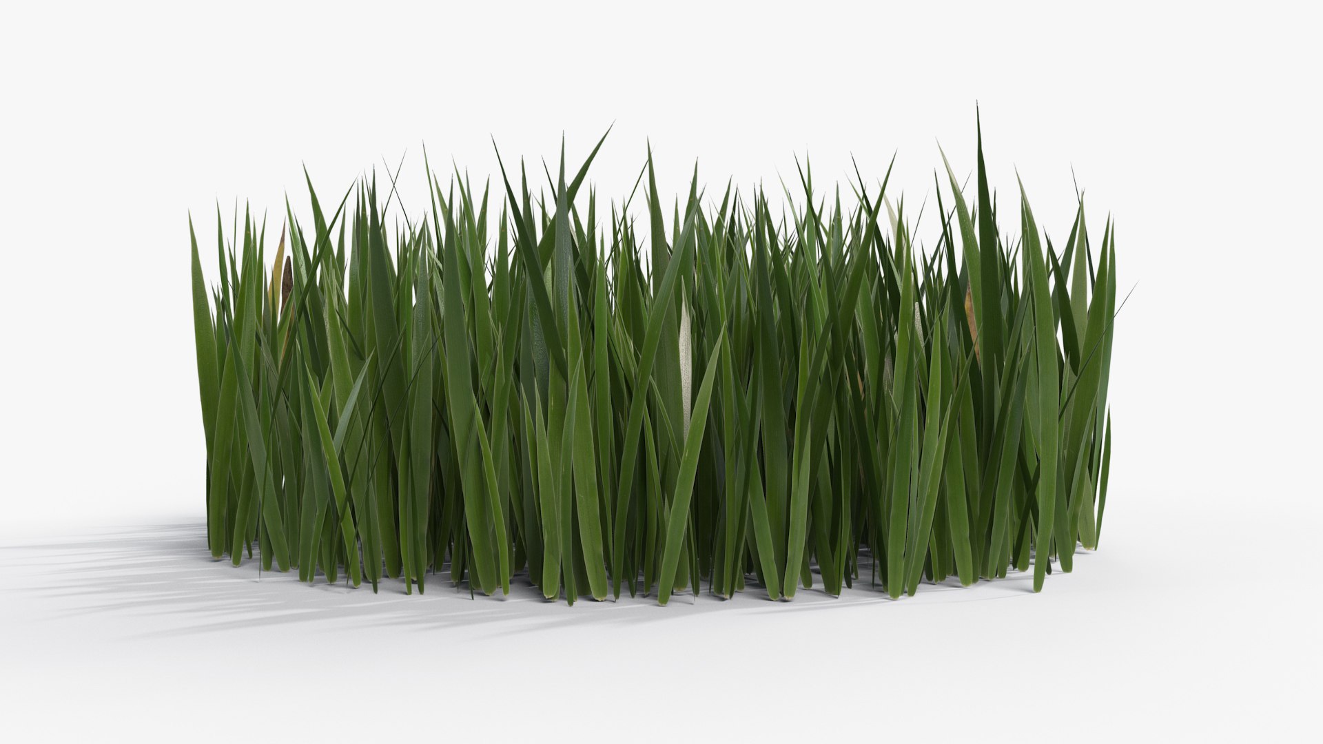 3D Grass Cluster Collection 002 - 2 Cluster Types Model - TurboSquid ...