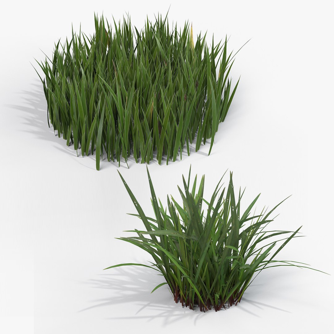 3D Grass Cluster Collection 002 - 2 Cluster Types Model - TurboSquid ...