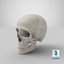 3D Real Human Skull Cranial - TurboSquid 1674893