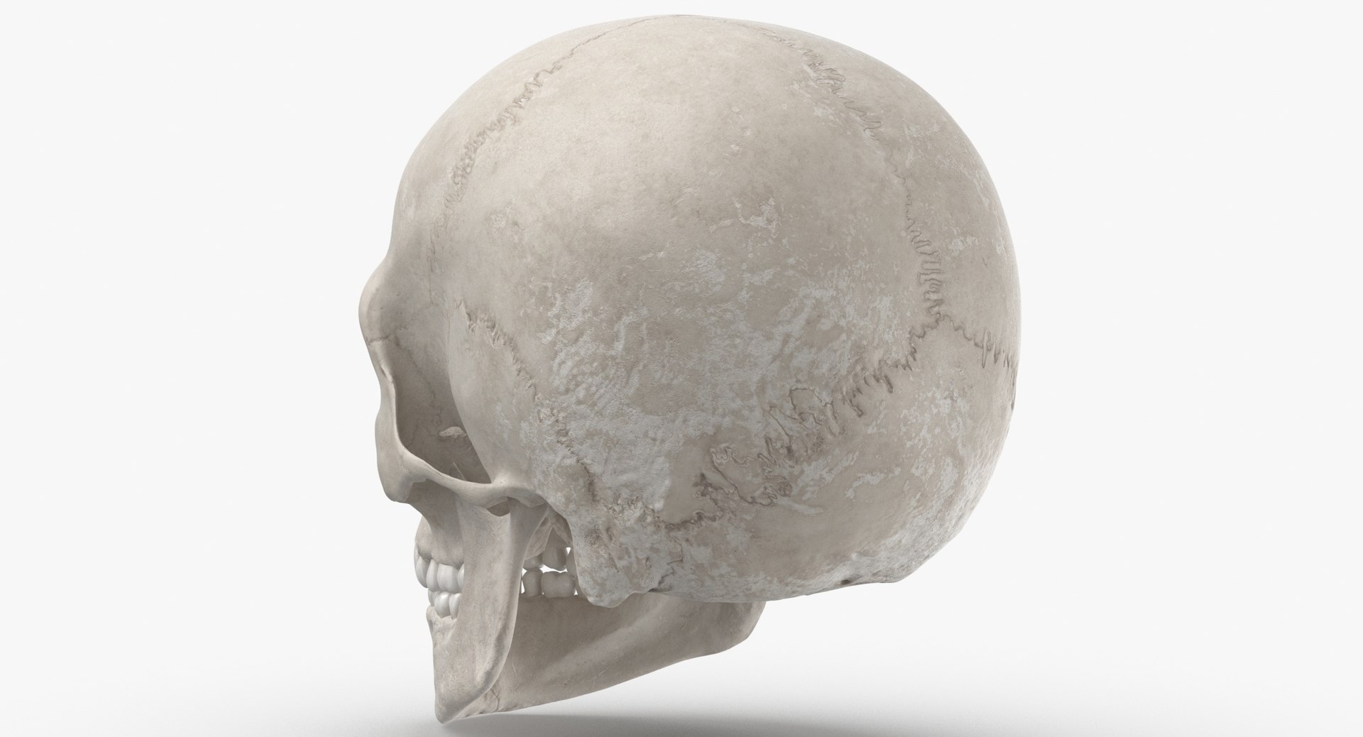 3D Real Human Skull Cranial - TurboSquid 1674893