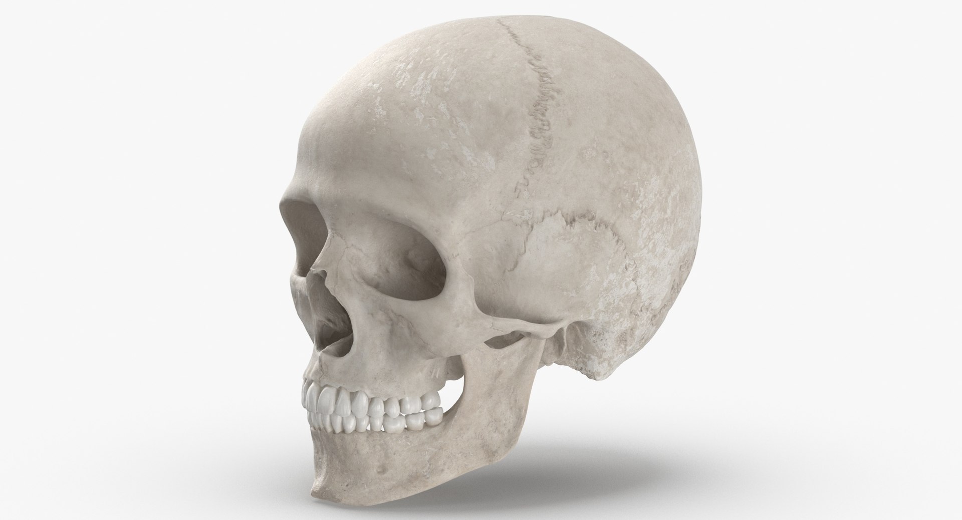 3D Real Human Skull Cranial - TurboSquid 1674893