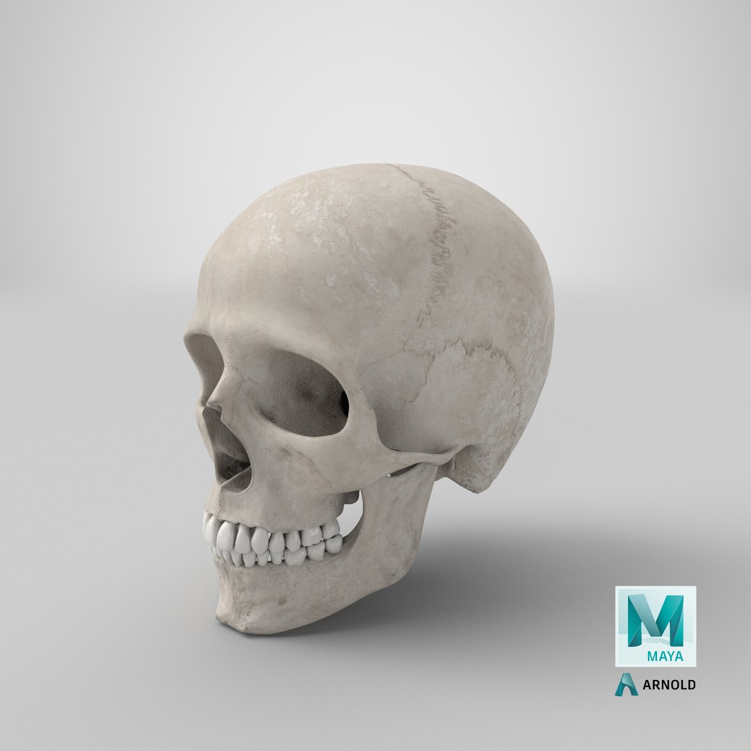 3D real human skull cranial - TurboSquid 1674893