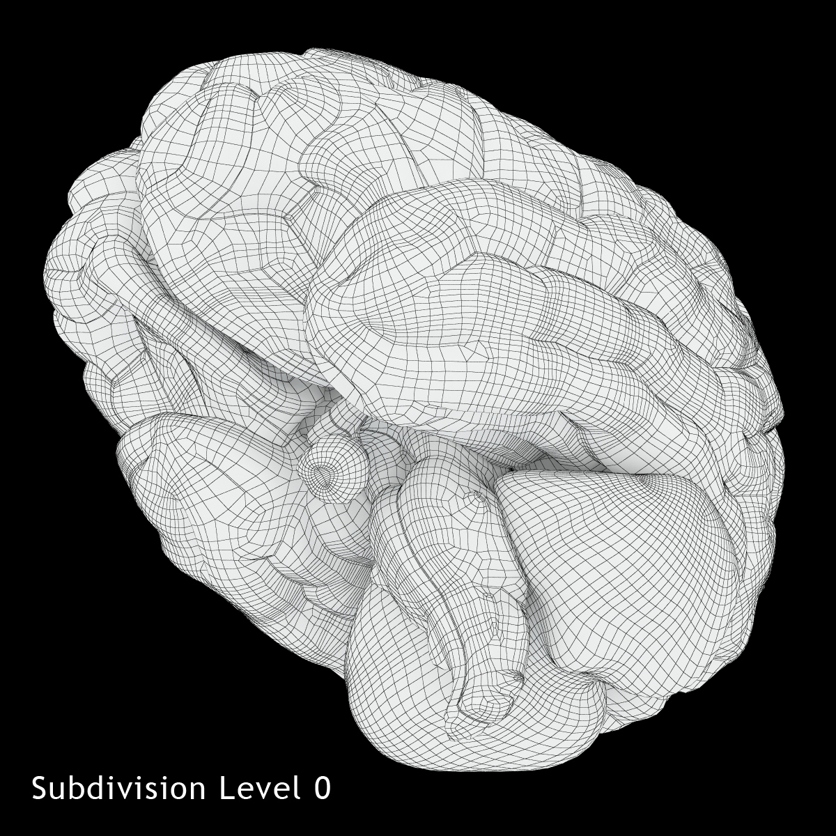3D 3D Studio brain anatomy human