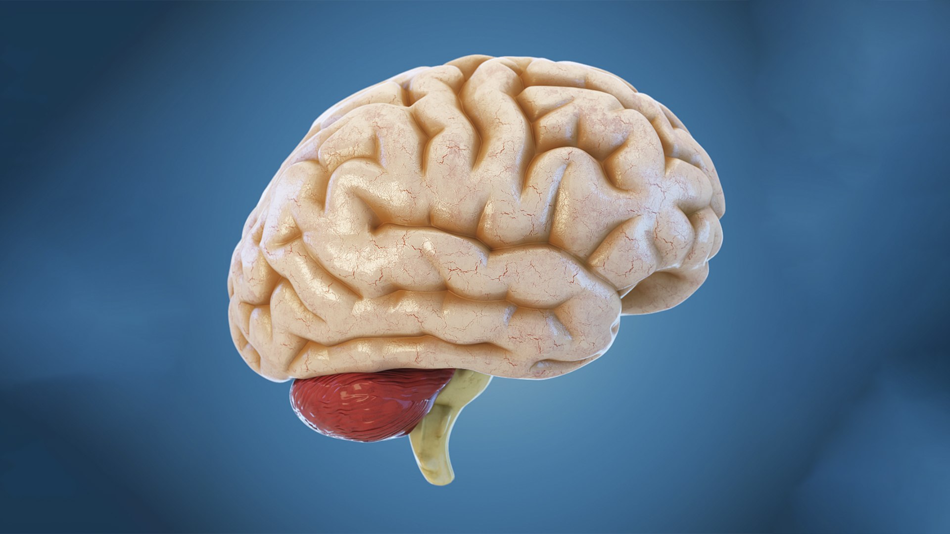 Human Brain 3D Model - TurboSquid 899262