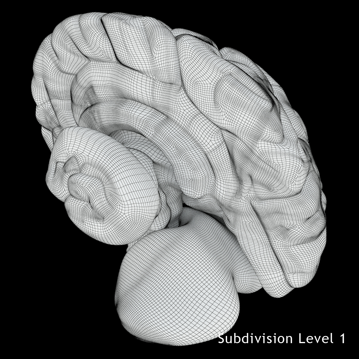 3D 3D Studio brain anatomy human