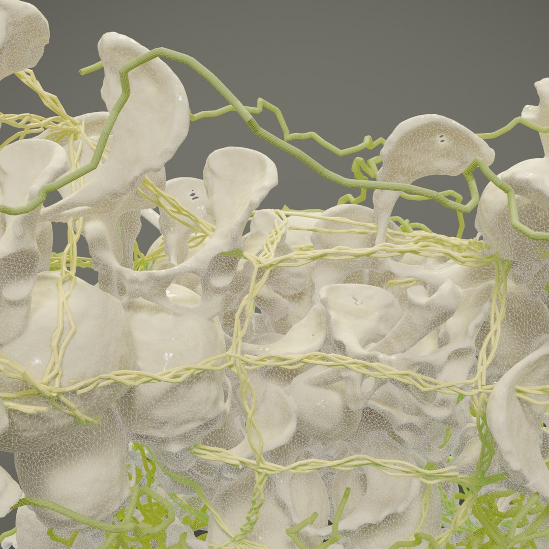 Letter x bones skeleton 3D model - TurboSquid 1546370