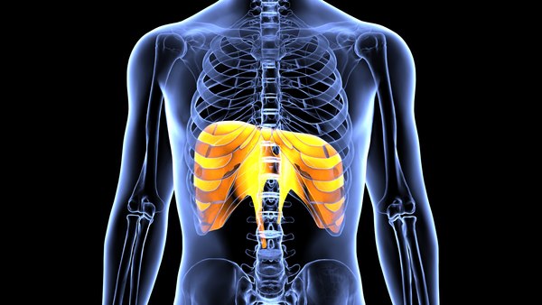 3D Diaphragm model - TurboSquid 1834125