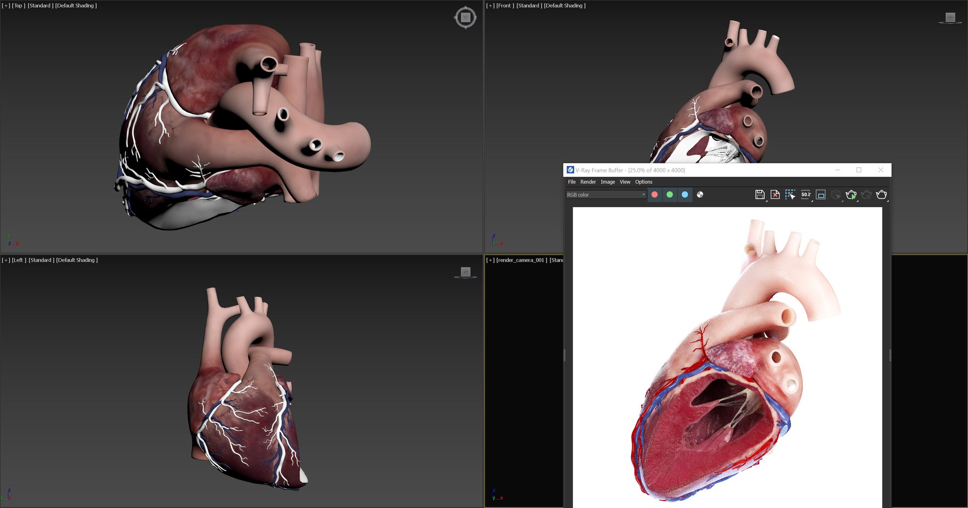 3D Heart Cross Section Lateral Static - TurboSquid 1983694
