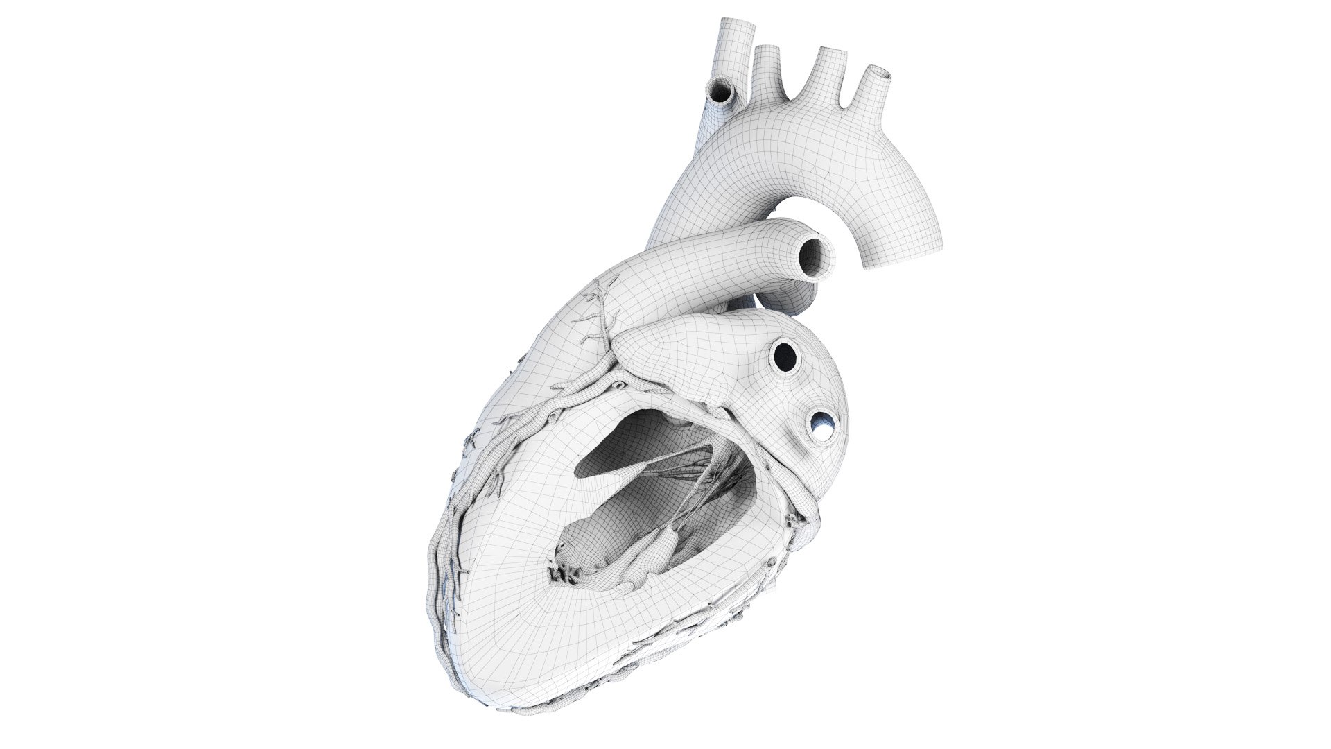 3D Heart Cross Section Lateral Static - TurboSquid 1983694
