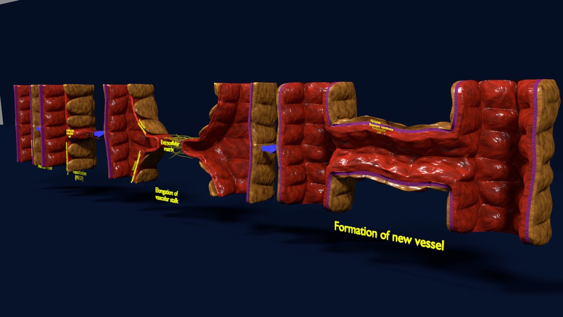 3D Angiogenesis - TurboSquid 1557420