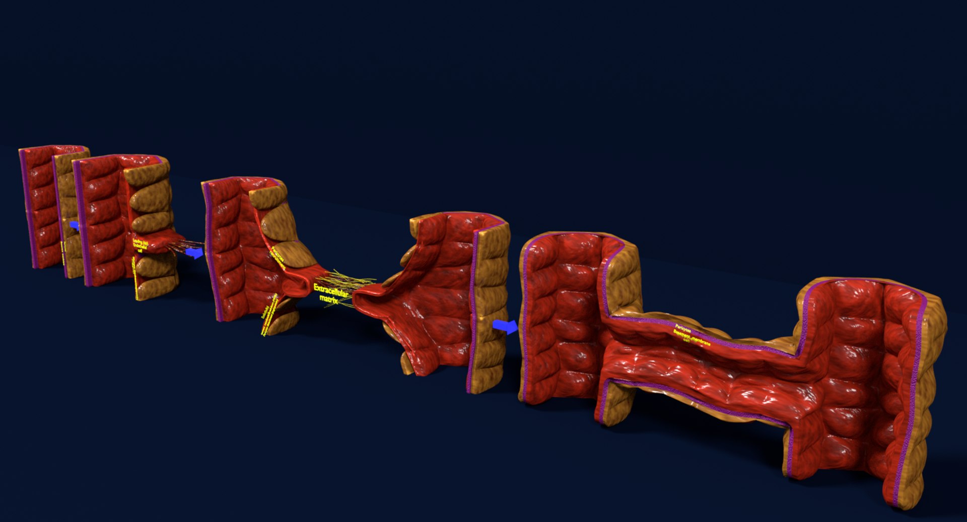 3D Angiogenesis - TurboSquid 1557420