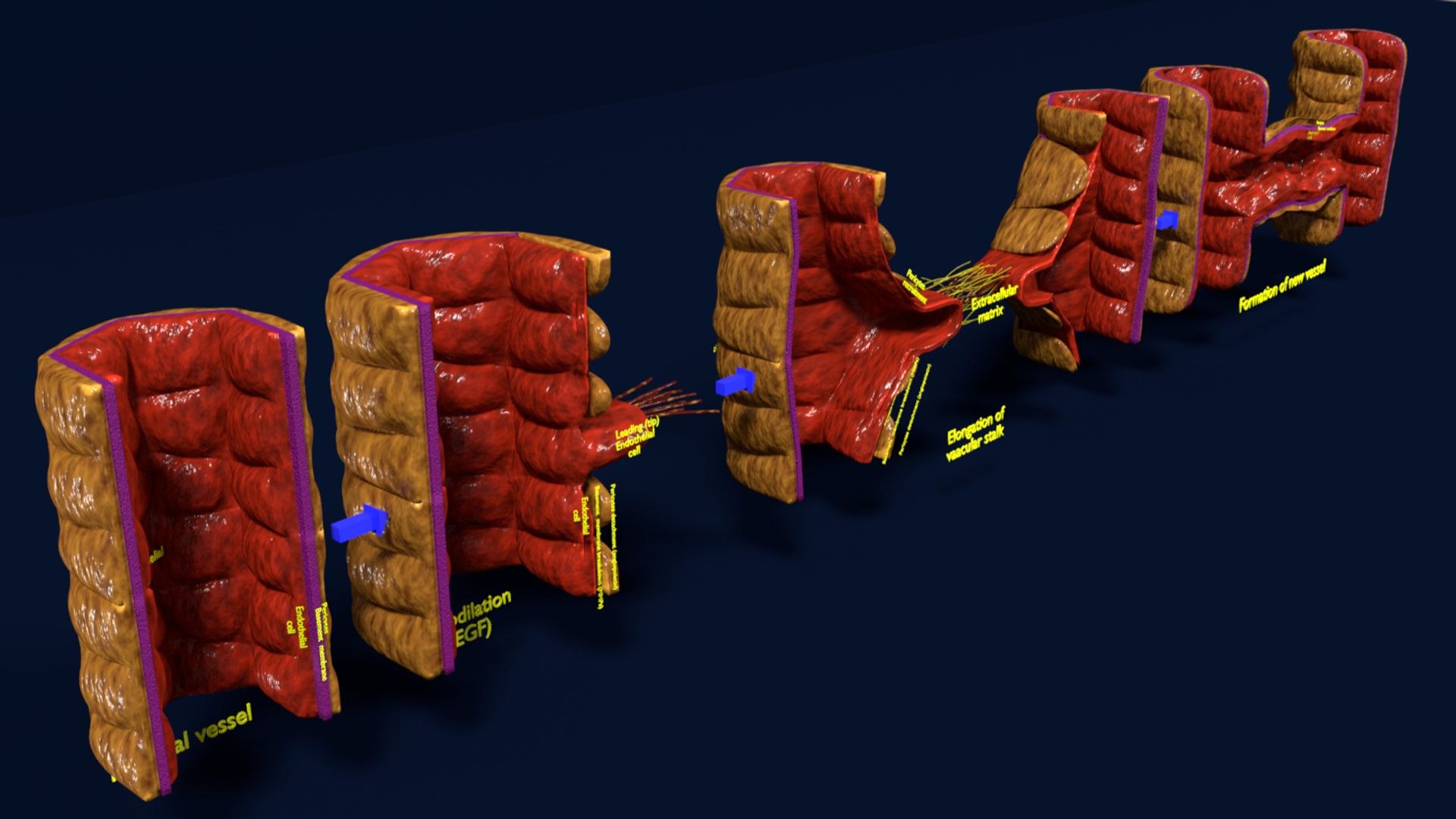 3D Angiogenesis - TurboSquid 1557420