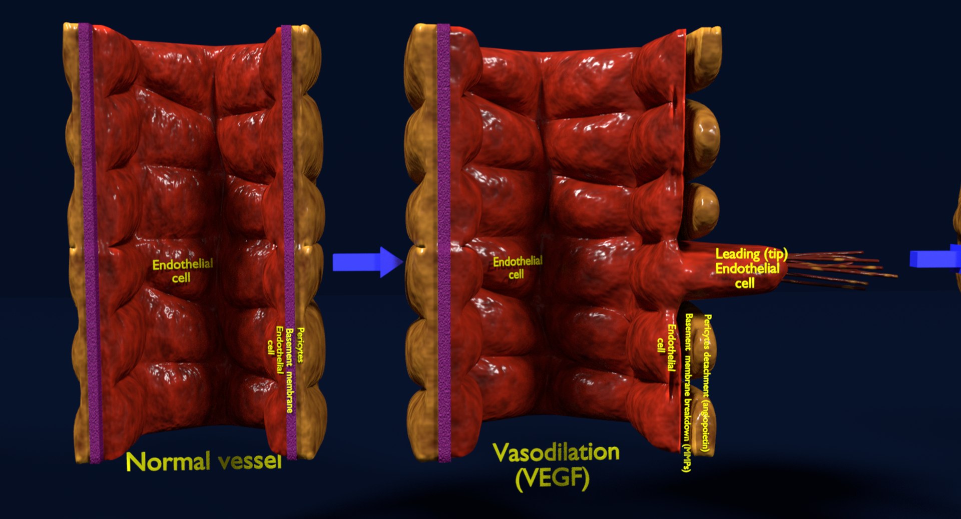 3D Angiogenesis - TurboSquid 1557420