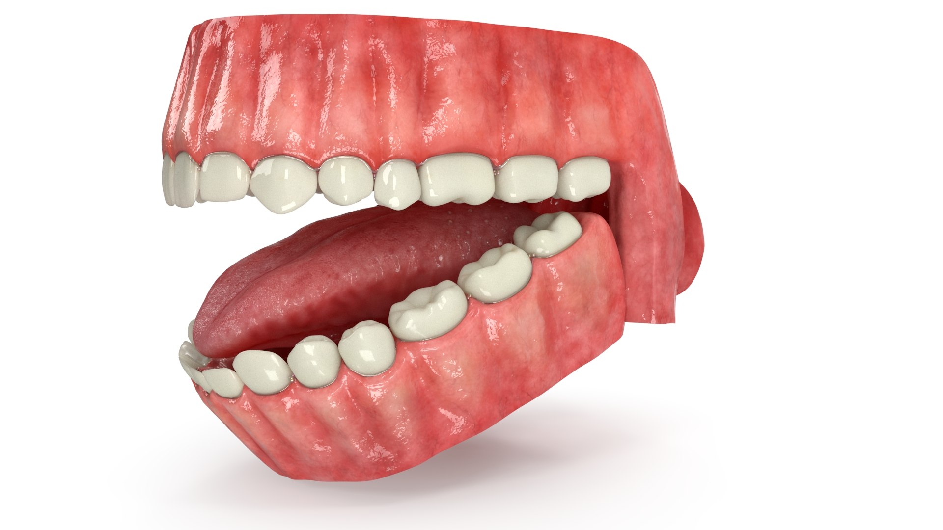 Realistic Human Mouth Rig 3D model - TurboSquid 1899542