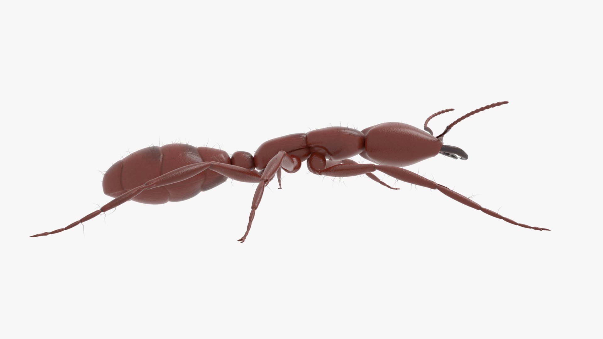 African Driver Ant Worker 3D - TurboSquid 1836229