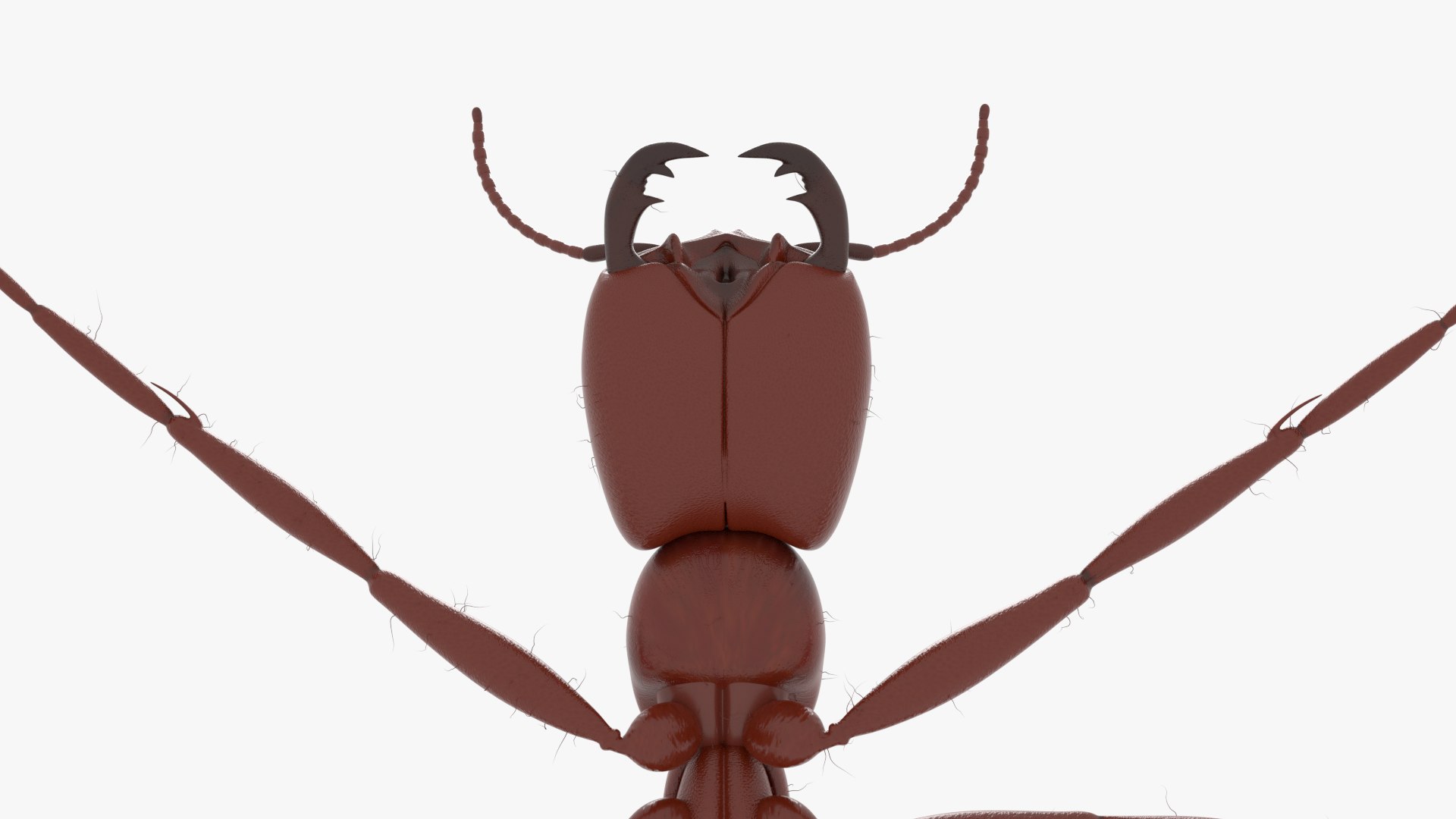 African Driver Ant Worker 3D - TurboSquid 1836229