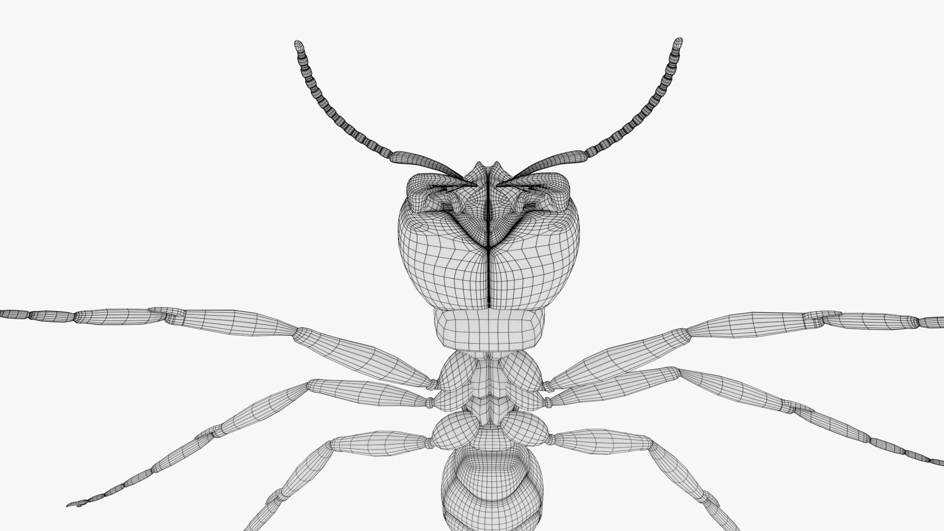 African Driver Ant Worker 3D - TurboSquid 1836229