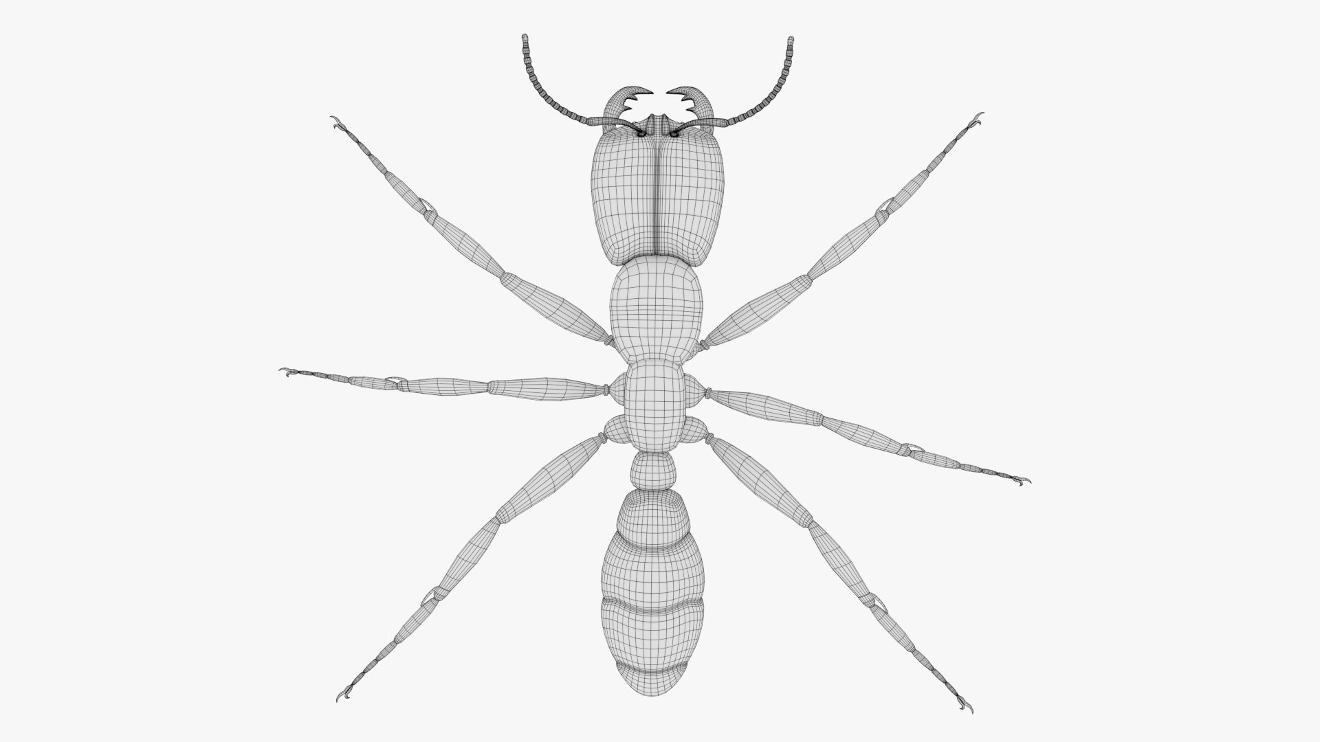 African Driver Ant Worker 3D - TurboSquid 1836229