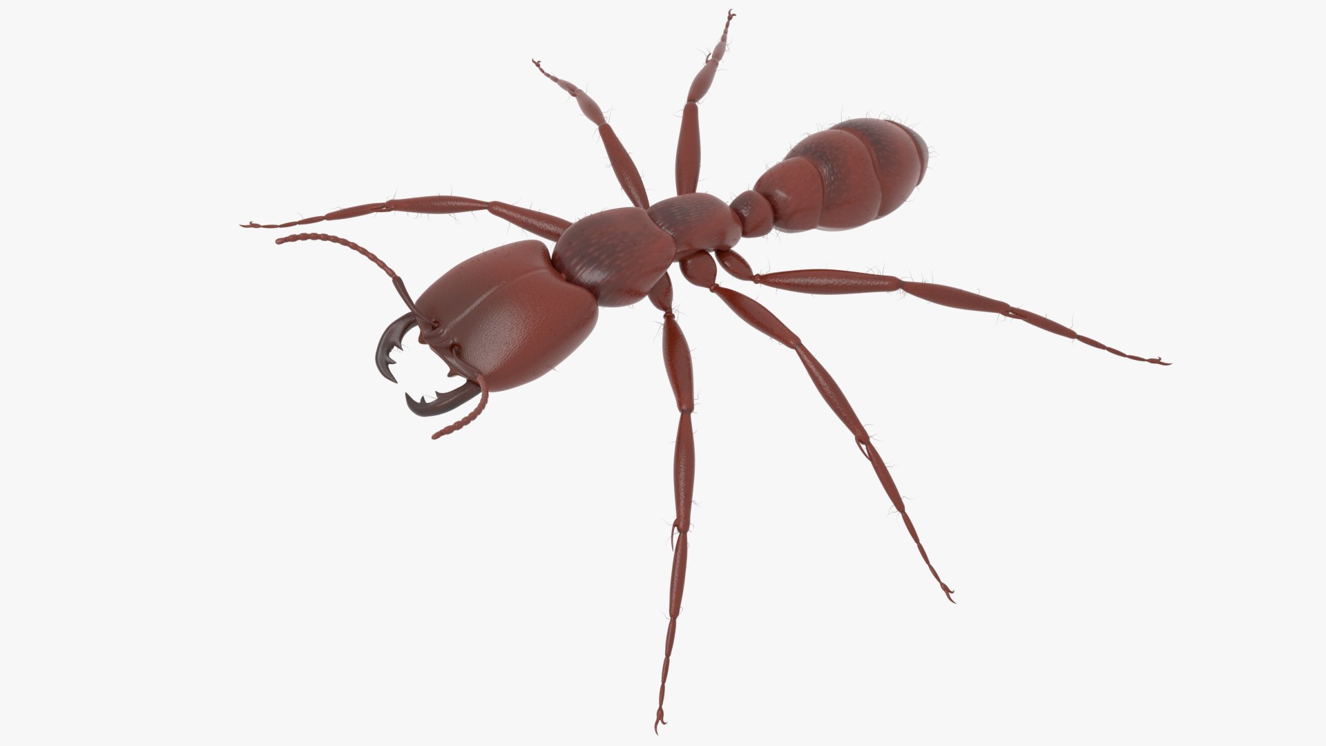 African Driver Ant Worker 3D - TurboSquid 1836229