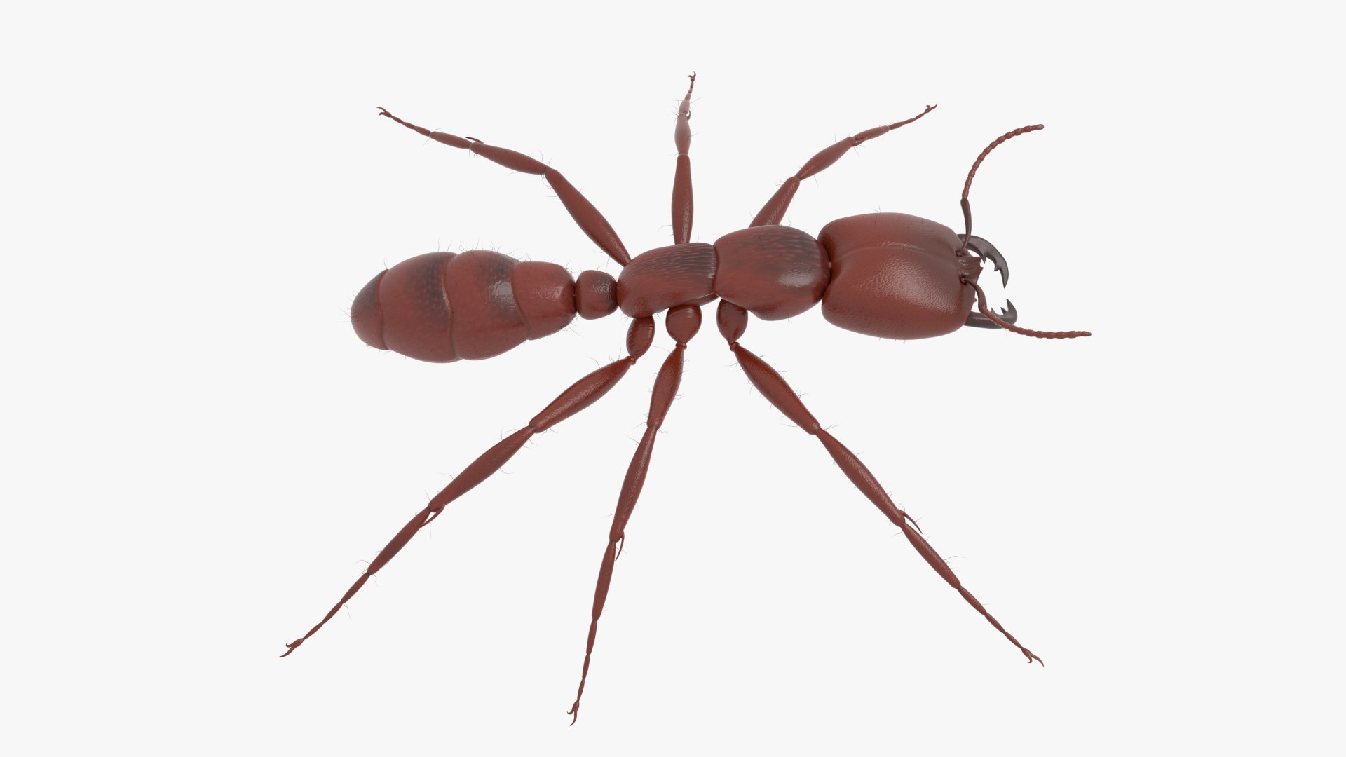 African Driver Ant Worker 3D - TurboSquid 1836229
