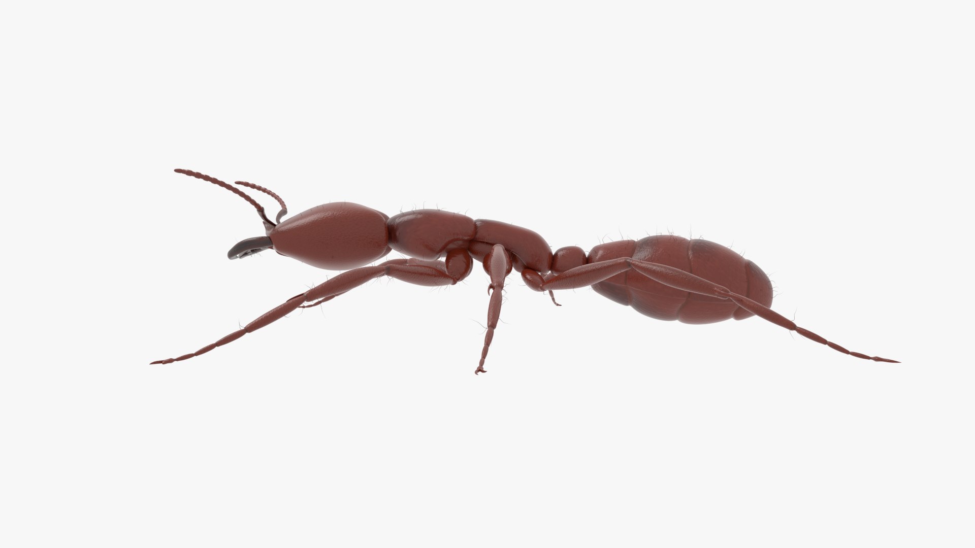 African Driver Ant Worker 3D - TurboSquid 1836229