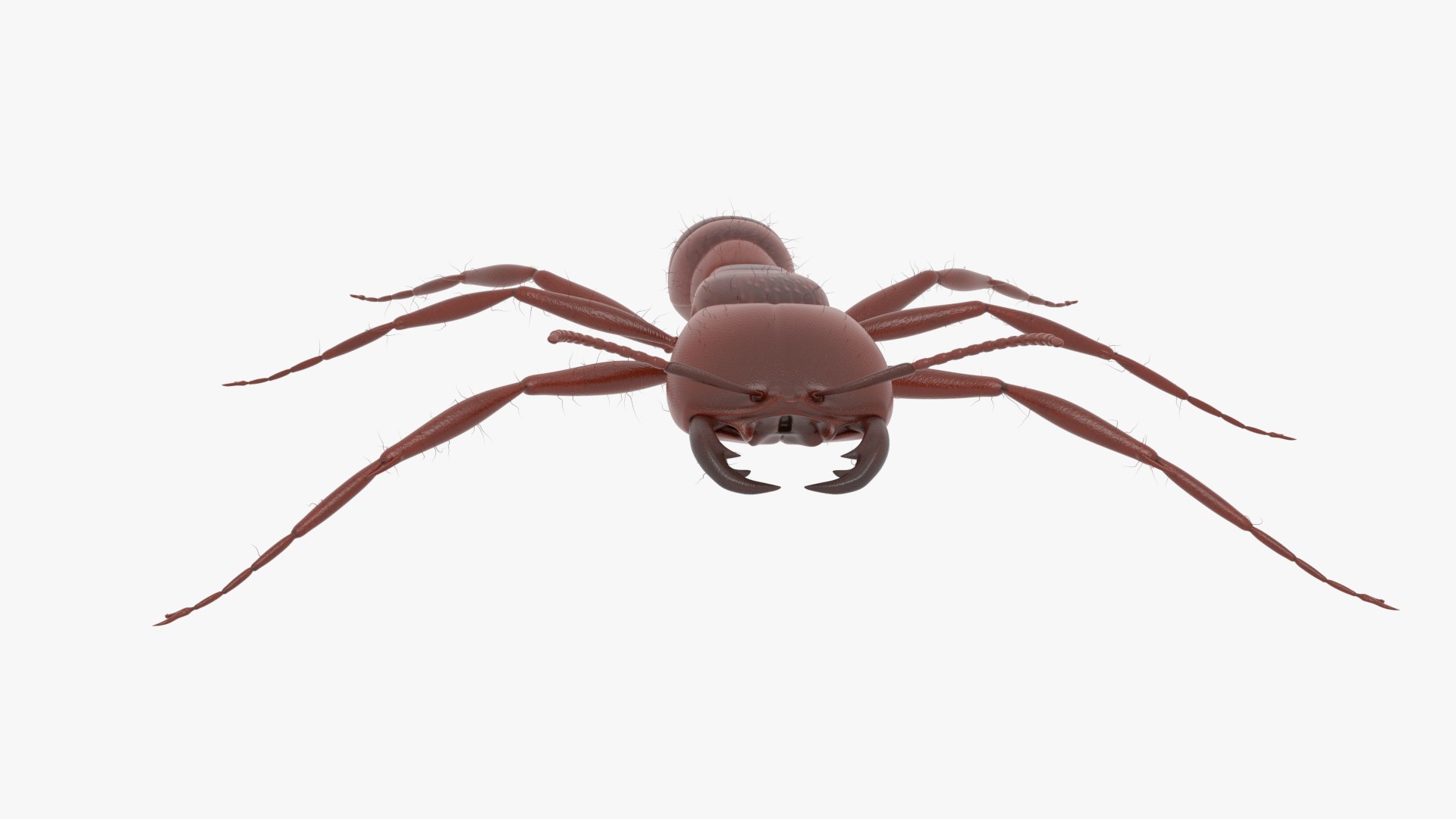 African Driver Ant Worker 3D - TurboSquid 1836229