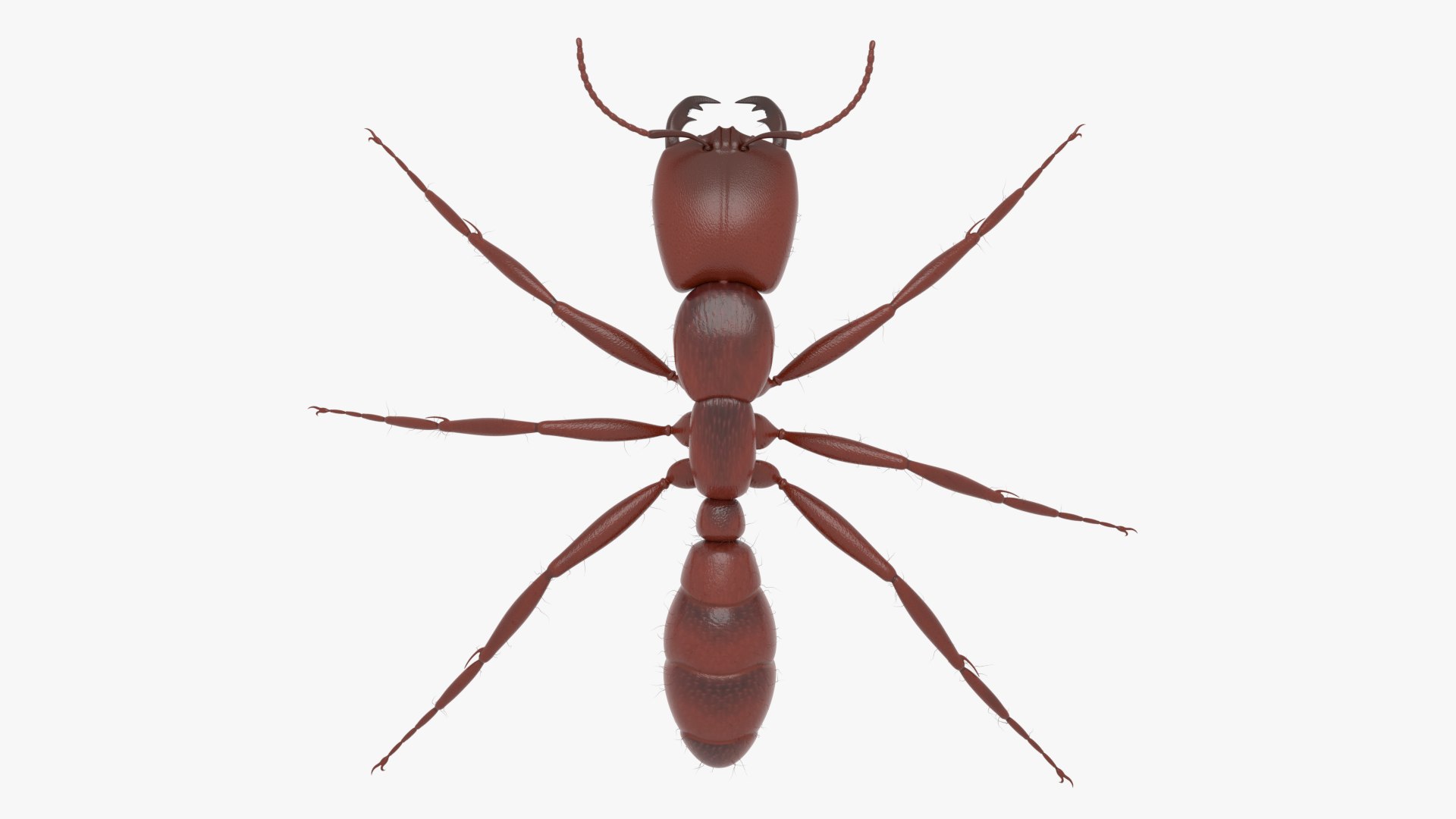 African Driver Ant Worker 3D - TurboSquid 1836229