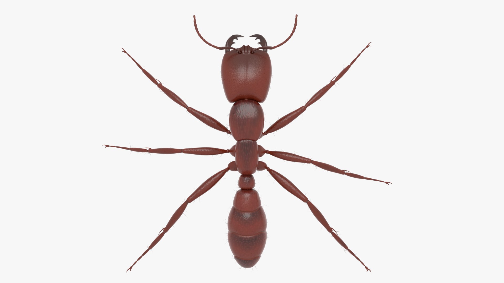 African Driver Ant Worker 3D - TurboSquid 1836229