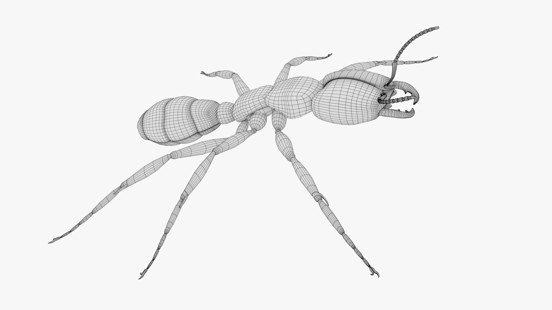 African Driver Ant Worker 3D - TurboSquid 1836229
