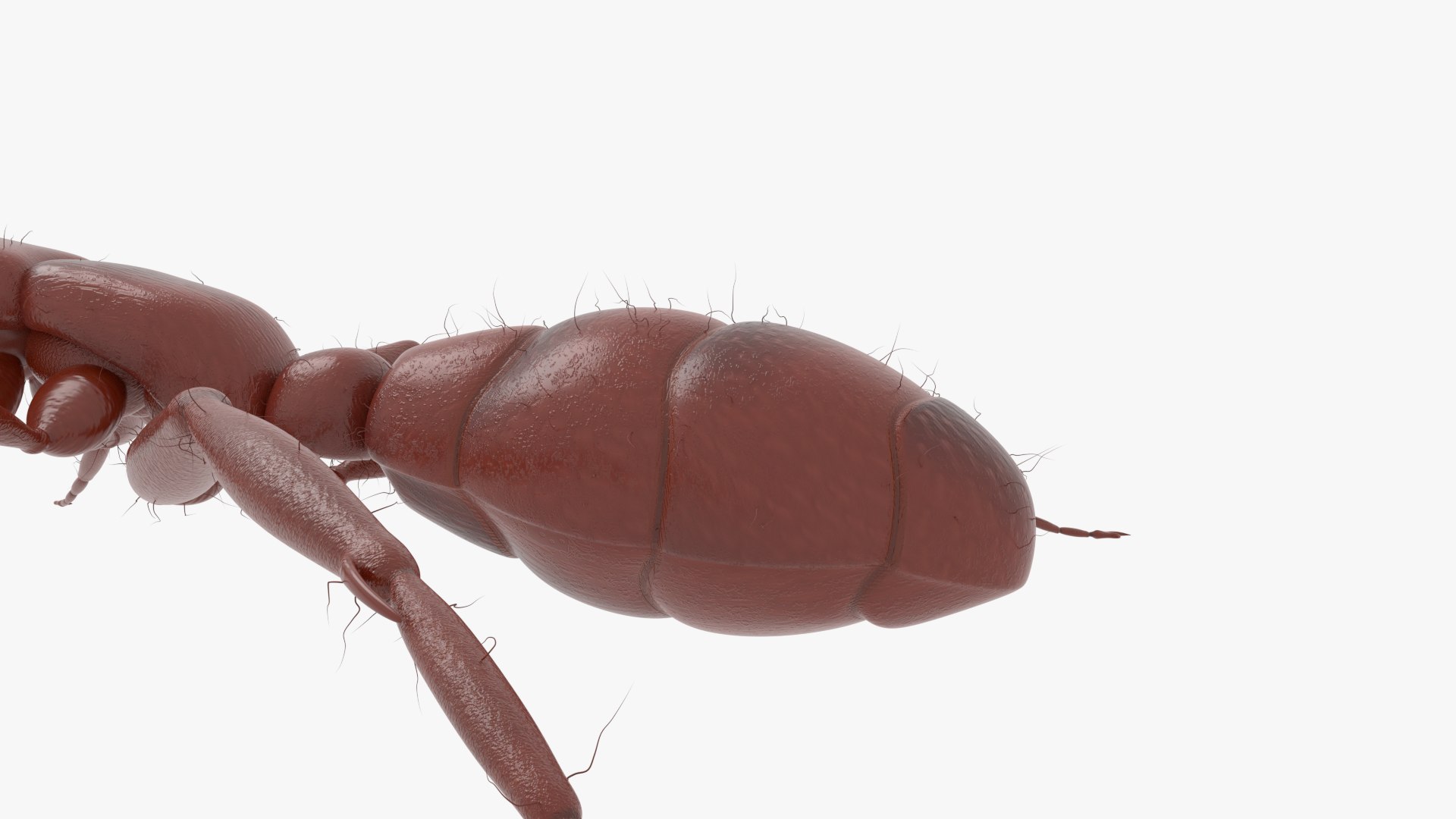 African Driver Ant Worker 3D - TurboSquid 1836229