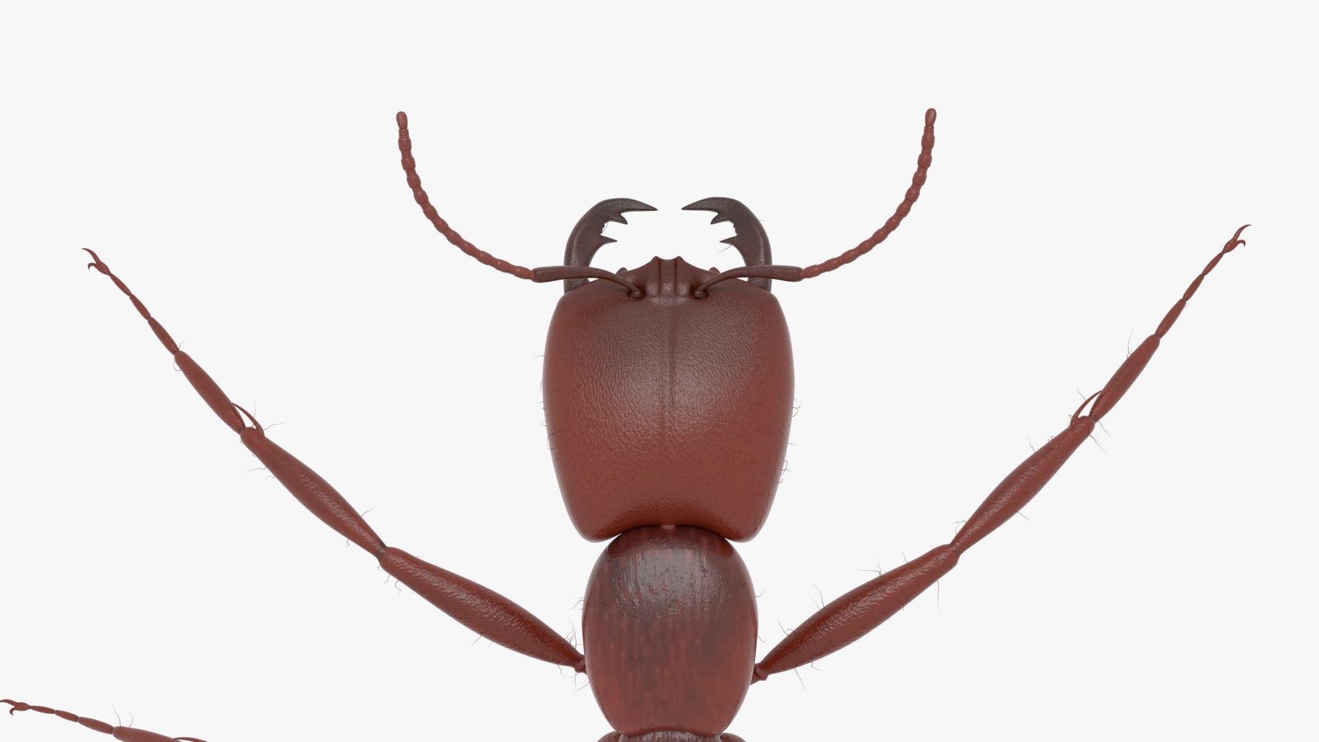 African Driver Ant Worker 3D - TurboSquid 1836229