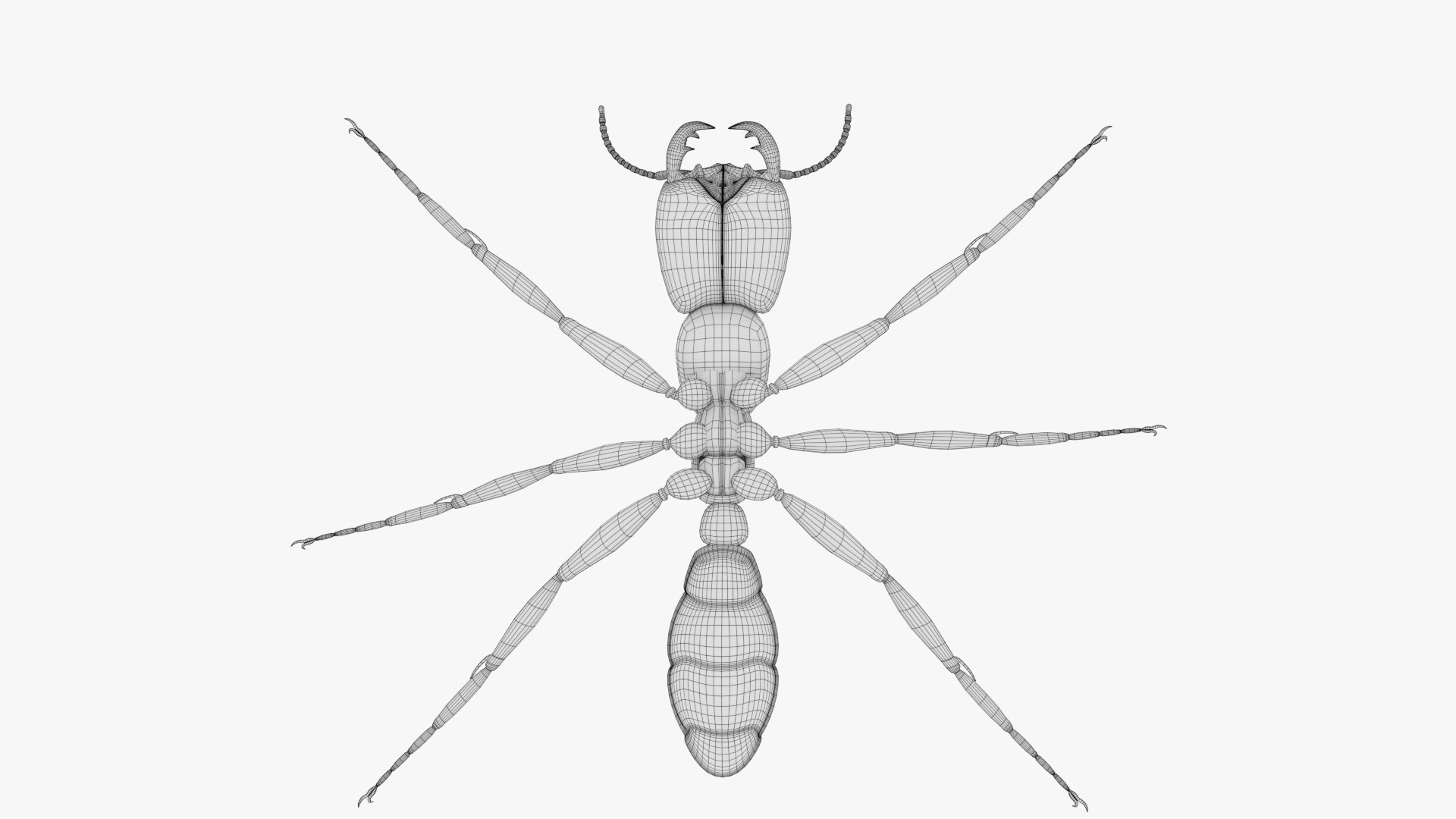 African Driver Ant Worker 3D - TurboSquid 1836229