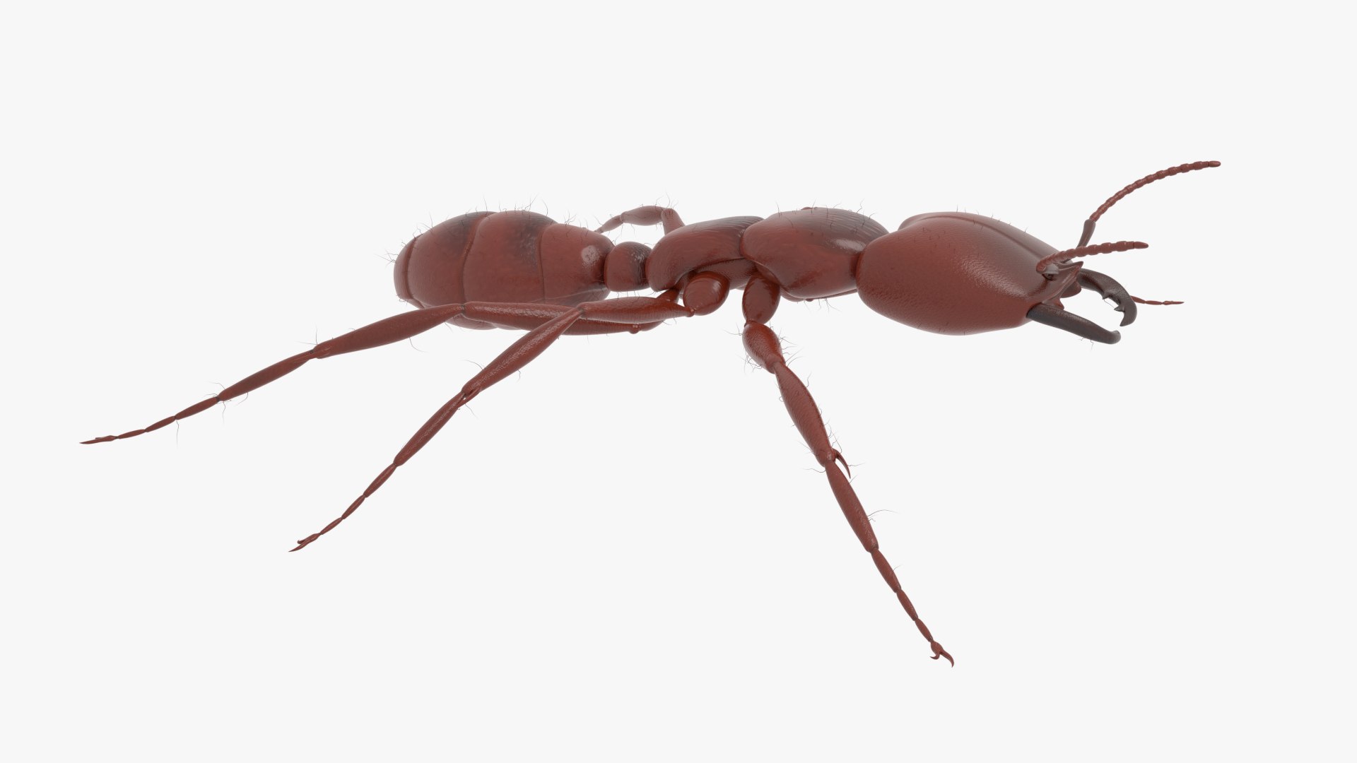 African Driver Ant Worker 3D - TurboSquid 1836229